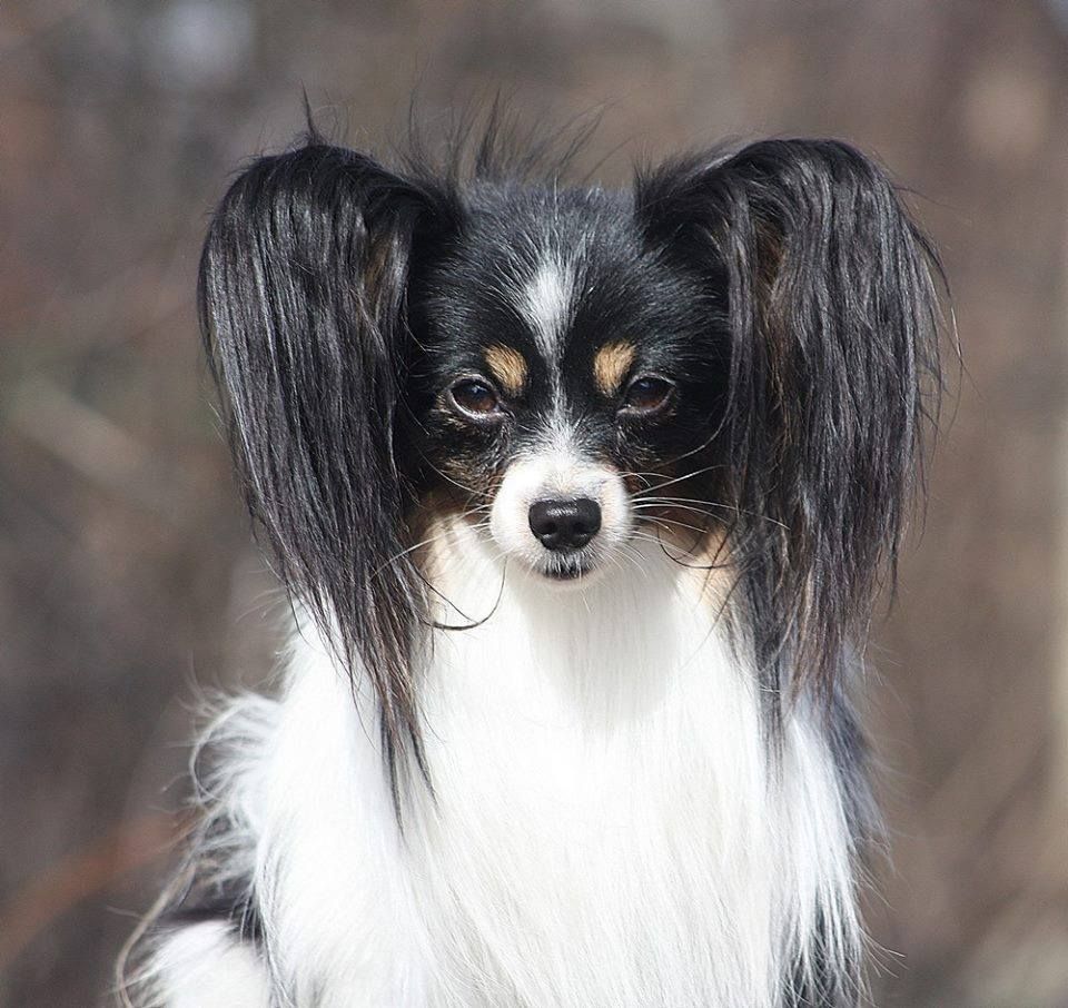 Papillon & Phalène - The Breed Archive