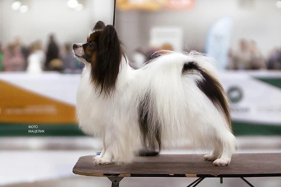 Papillon & Phalène - The Breed Archive