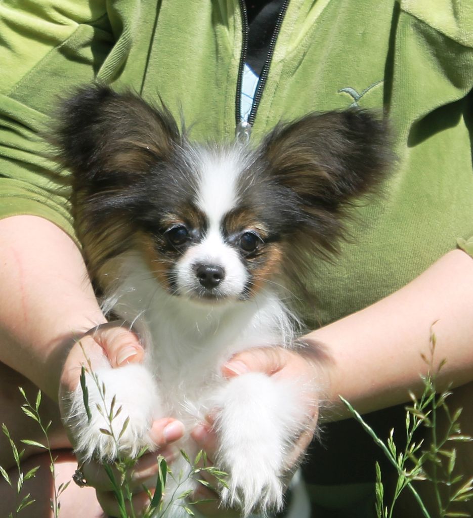 Papillon & Phalène - The Breed Archive