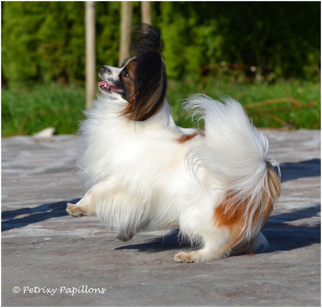 Papillon & Phalène - The Breed Archive