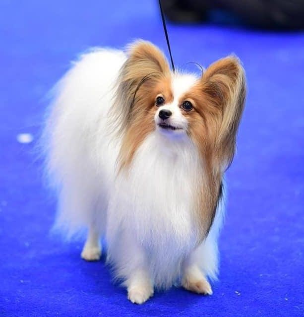 Papillon & Phalène - The Breed Archive