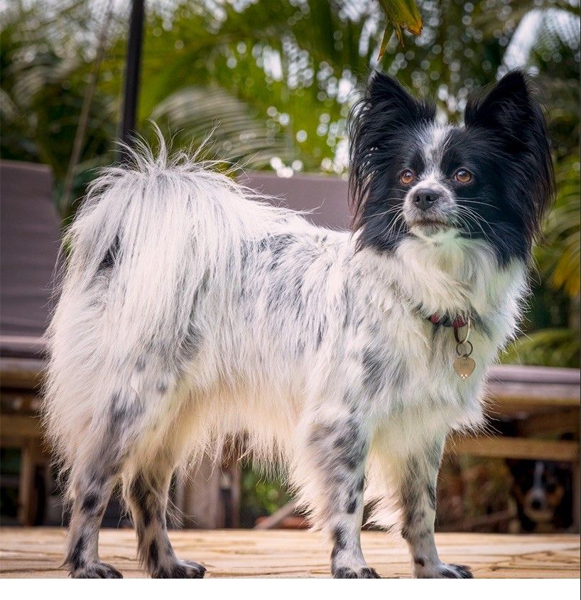 Papillon & Phalène - The Breed Archive