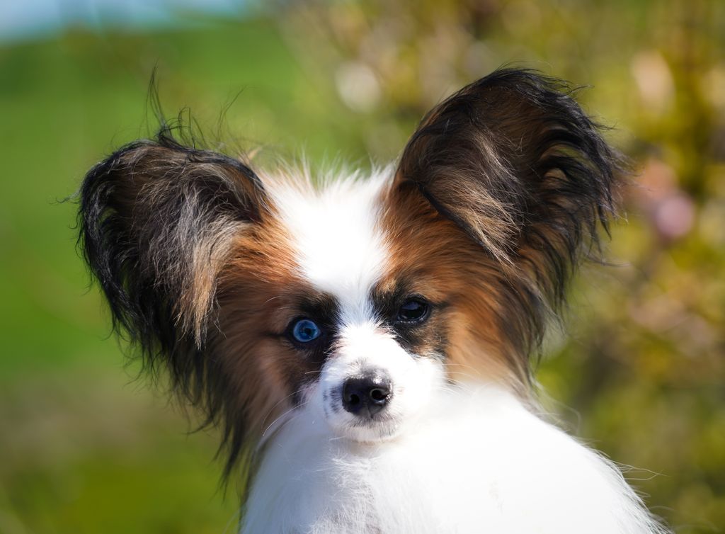 Papillon & Phalène - The Breed Archive