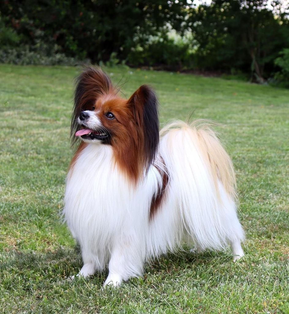 Papillon & Phalène - The Breed Archive