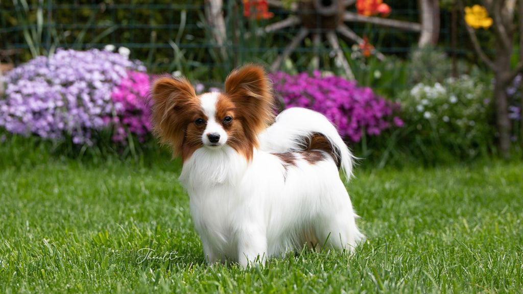 Papillon & Phalène - The Breed Archive