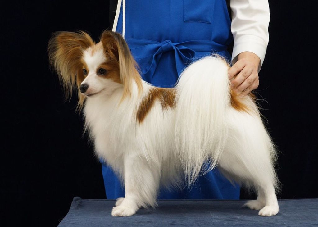 Papillon & Phalène - The Breed Archive