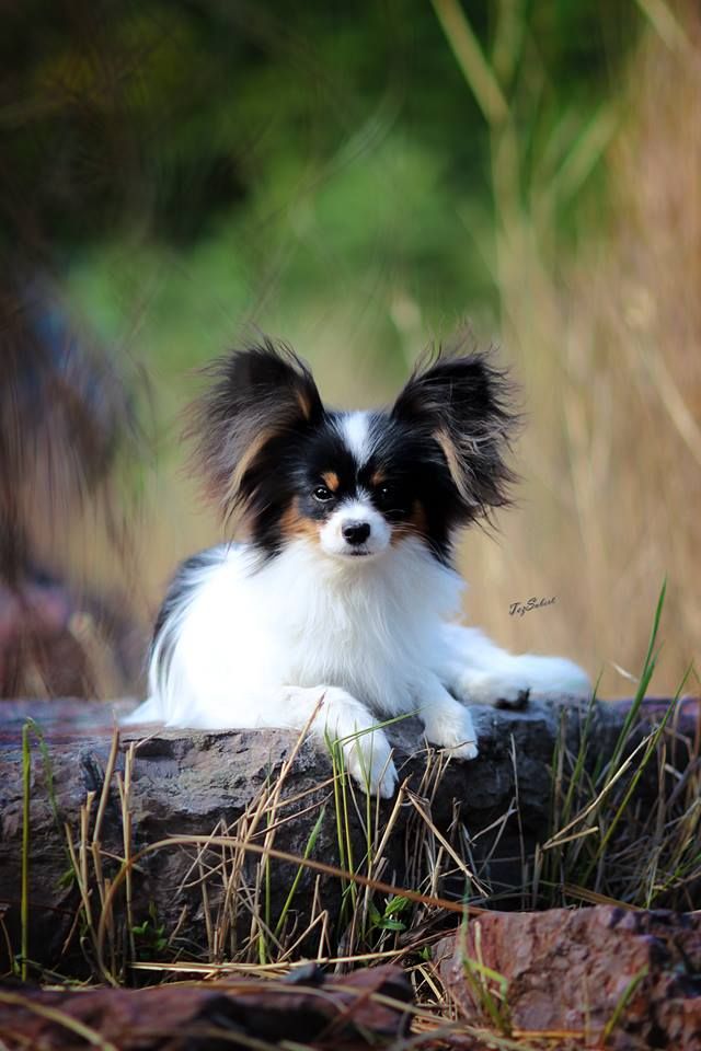 Papillon & Phalène - The Breed Archive