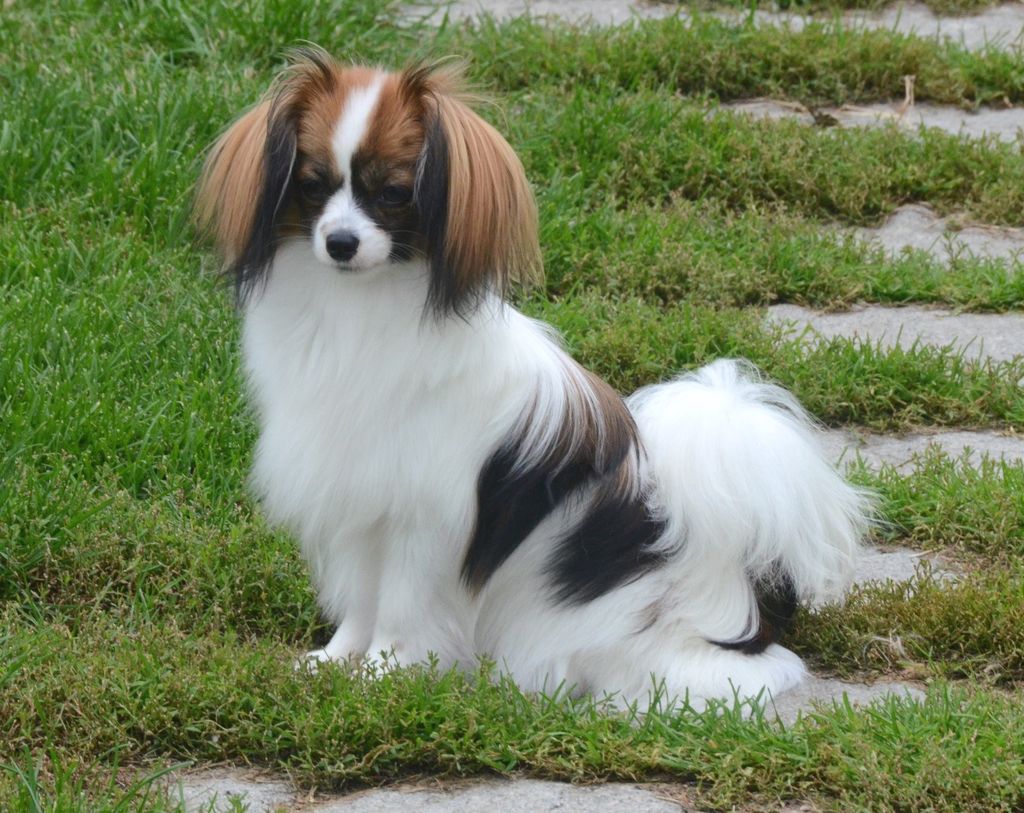 Papillon & Phalène - The Breed Archive