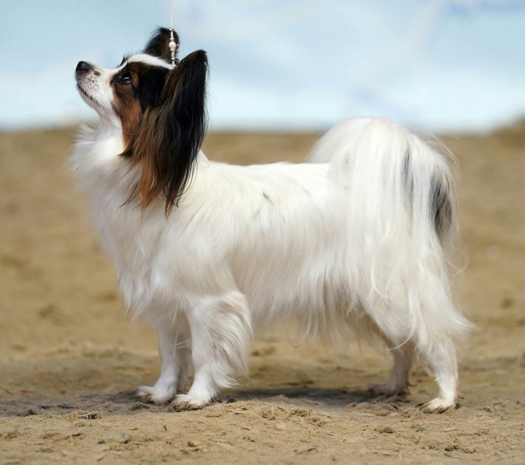 Papillon & Phalène - The Breed Archive