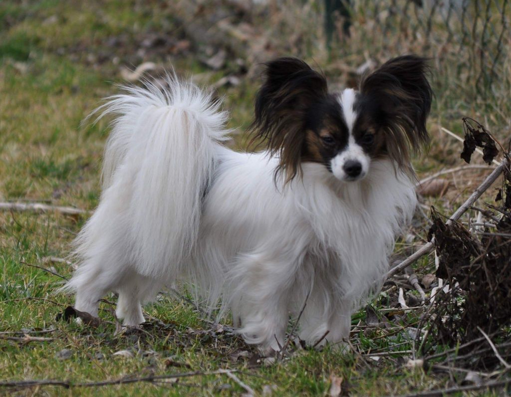 Papillon & Phalène - The Breed Archive