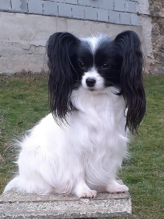 Papillon & Phalène - The Breed Archive