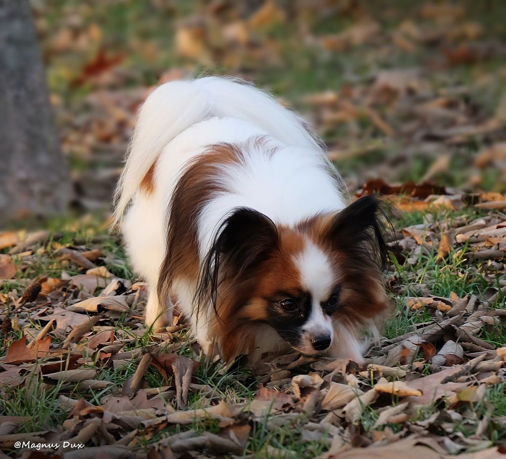 Papillon & Phalène - The Breed Archive