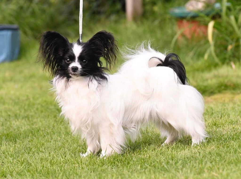 Papillon & Phalène - The Breed Archive