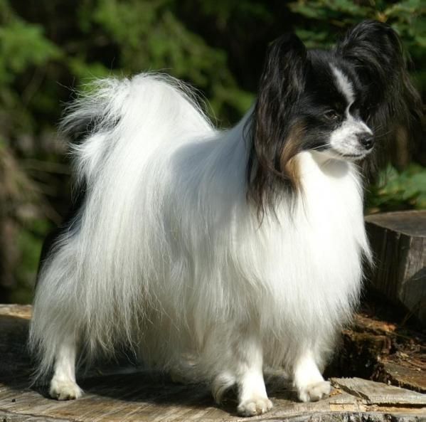 Papillon & Phalène - The Breed Archive