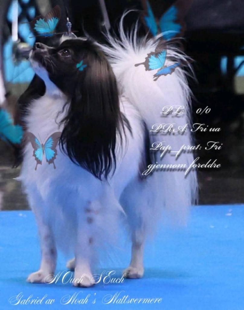 Papillon & Phalène - The Breed Archive