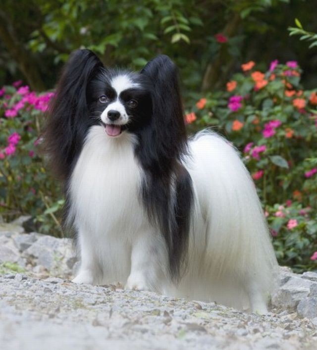 Papillon & Phalène - The Breed Archive