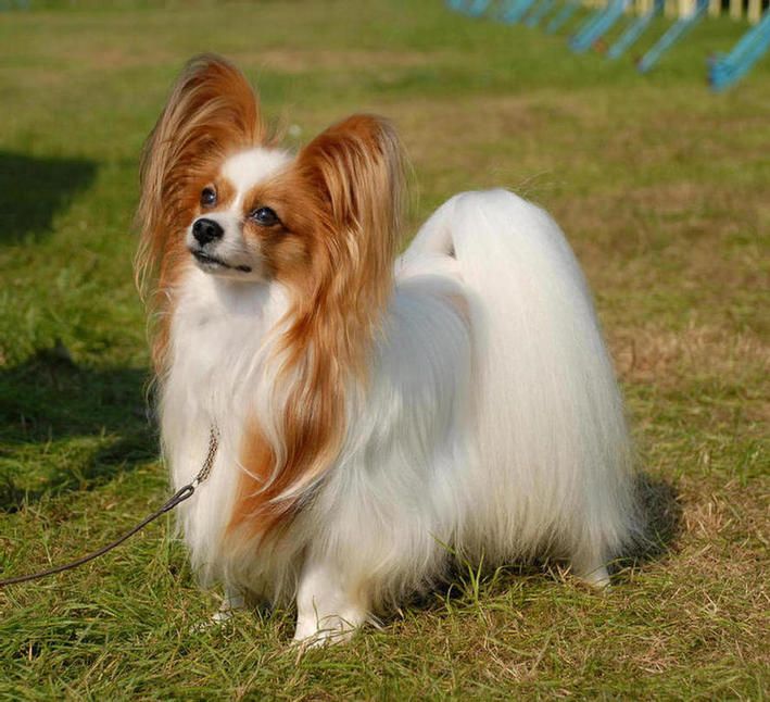 Papillon & Phalène - The Breed Archive