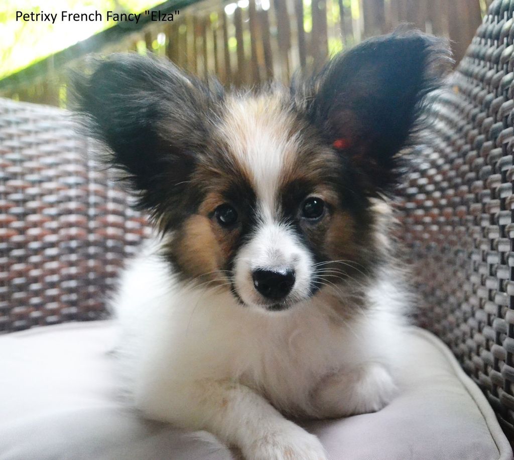 Papillon & Phalène - The Breed Archive