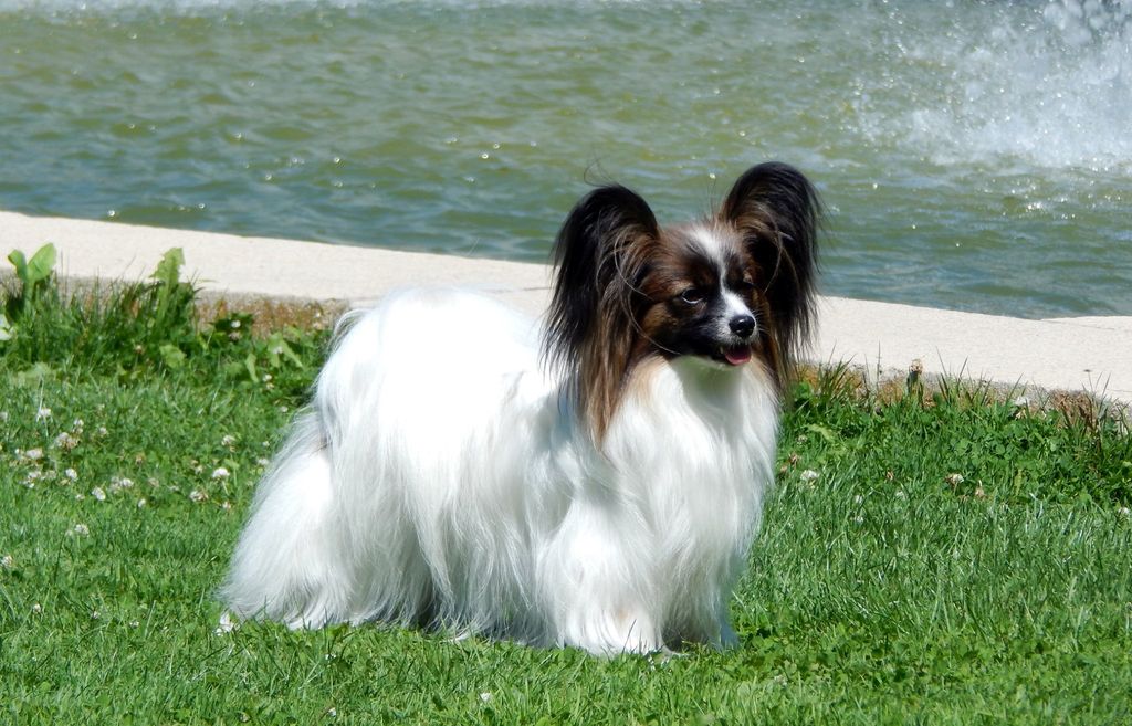 Papillon & Phalène - The Breed Archive