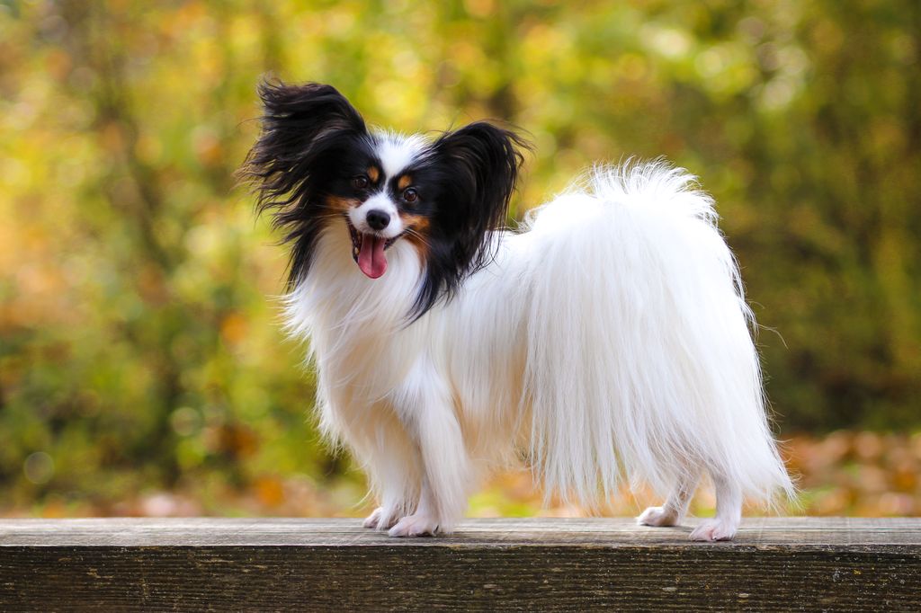 Papillon & Phalène - The Breed Archive