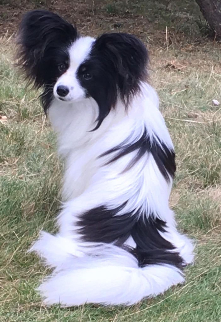 Papillon & Phalène - The Breed Archive