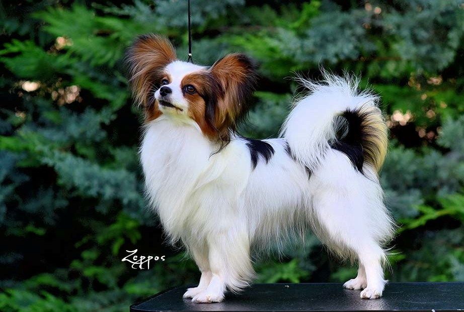 Papillon & Phalène - The Breed Archive