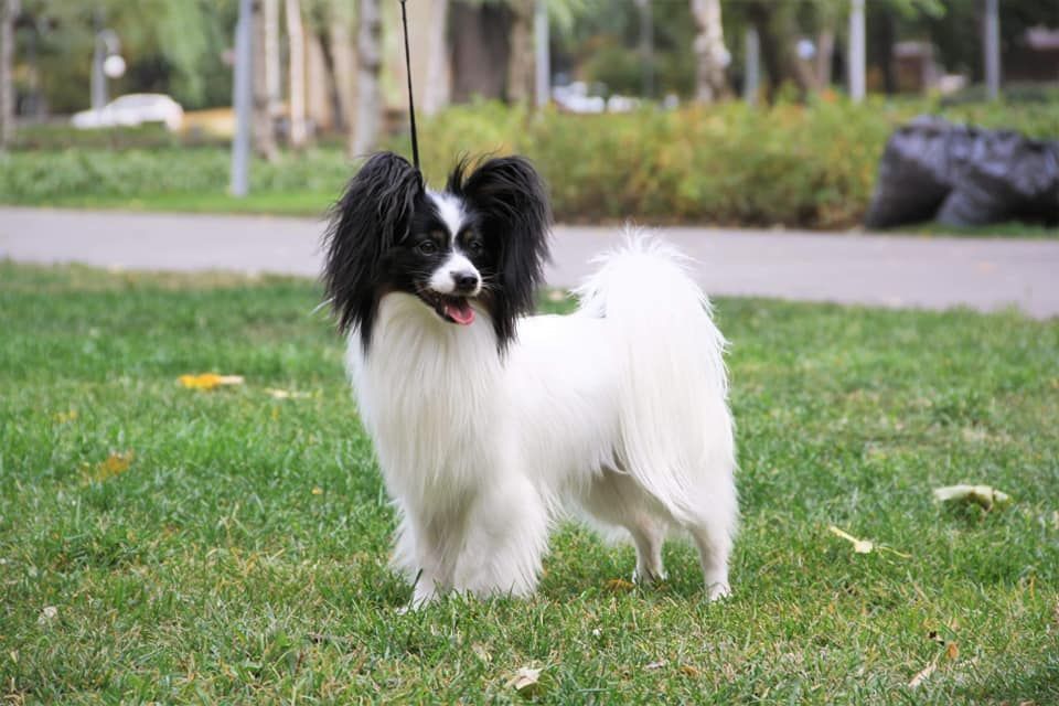 Papillon & Phalène - The Breed Archive