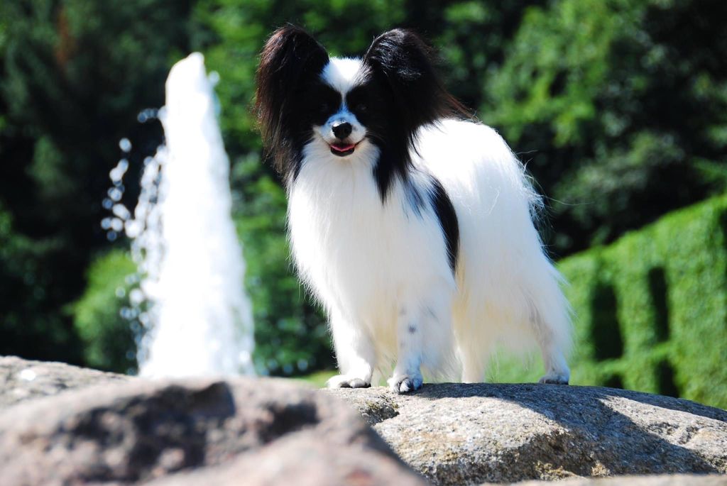 Papillon & Phalène - The Breed Archive