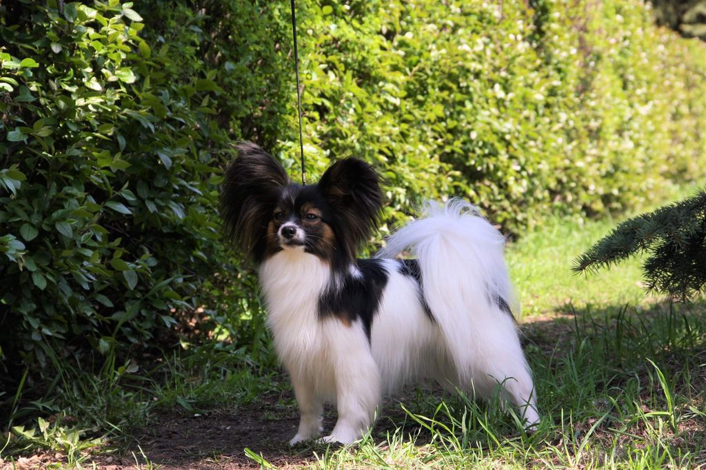 Papillon & Phalène - The Breed Archive