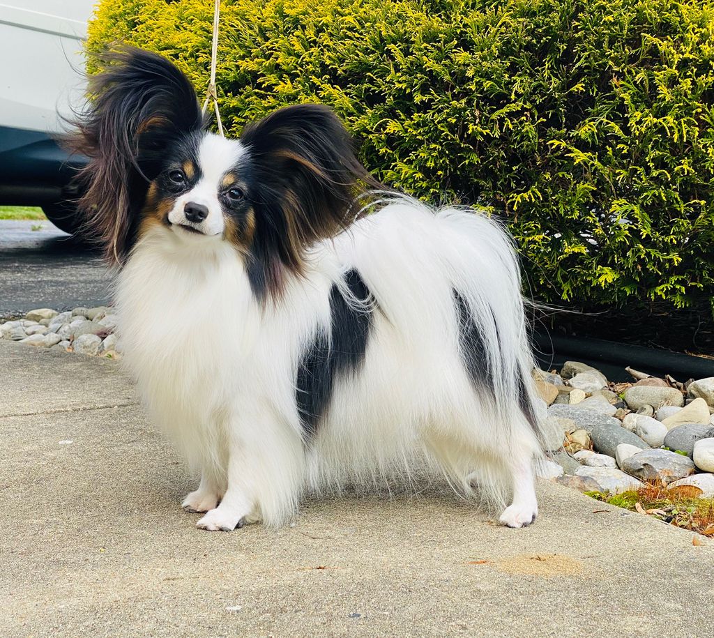 Papillon & Phalène - The Breed Archive