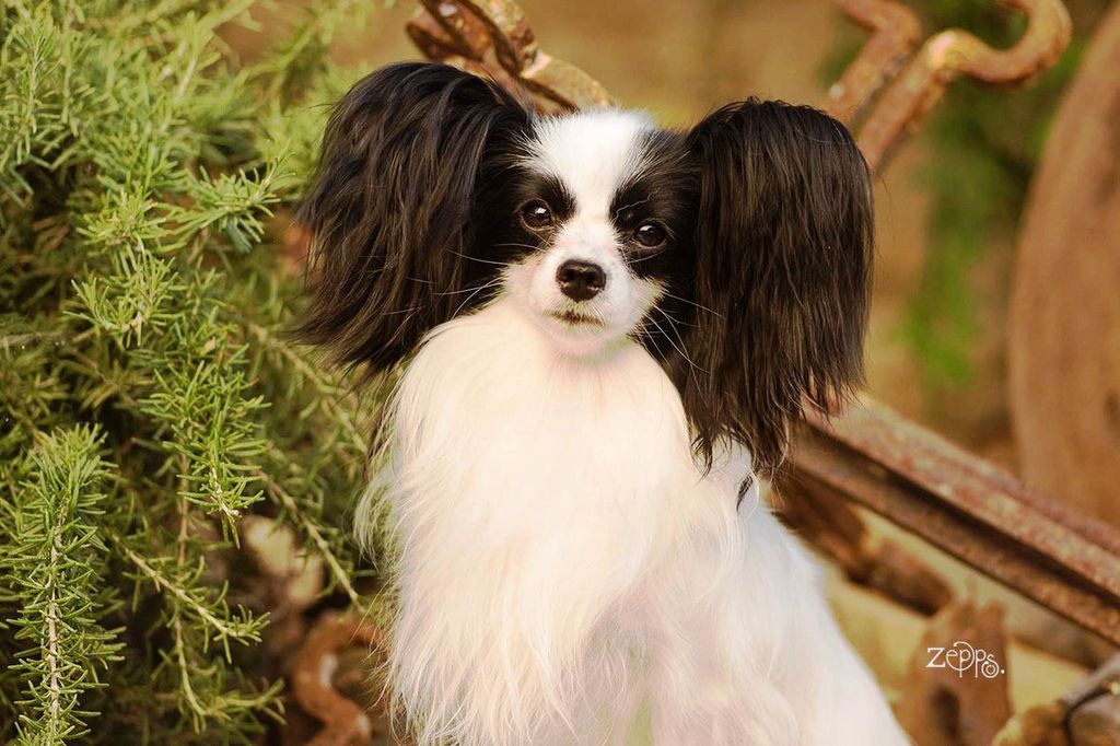 Papillon & Phalène - The Breed Archive