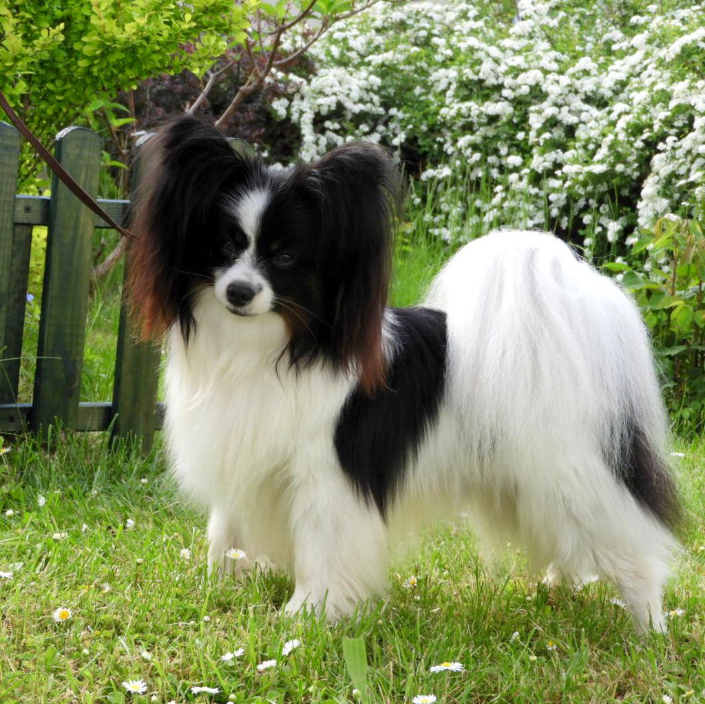 Papillon & Phalène - The Breed Archive