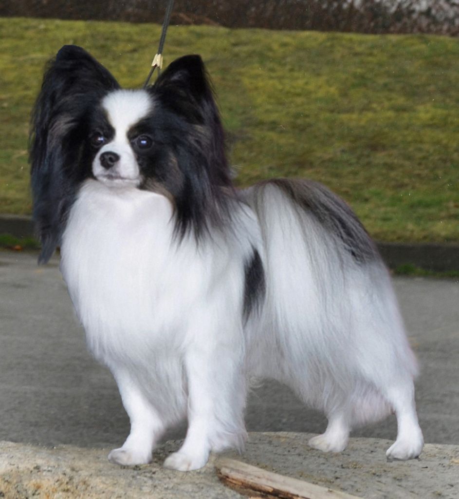 Papillon & Phalène - The Breed Archive