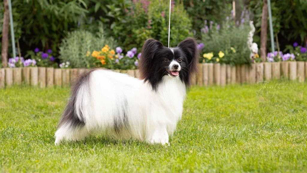 Papillon & Phalène - The Breed Archive