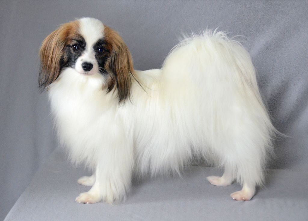 Papillon & Phalène - The Breed Archive