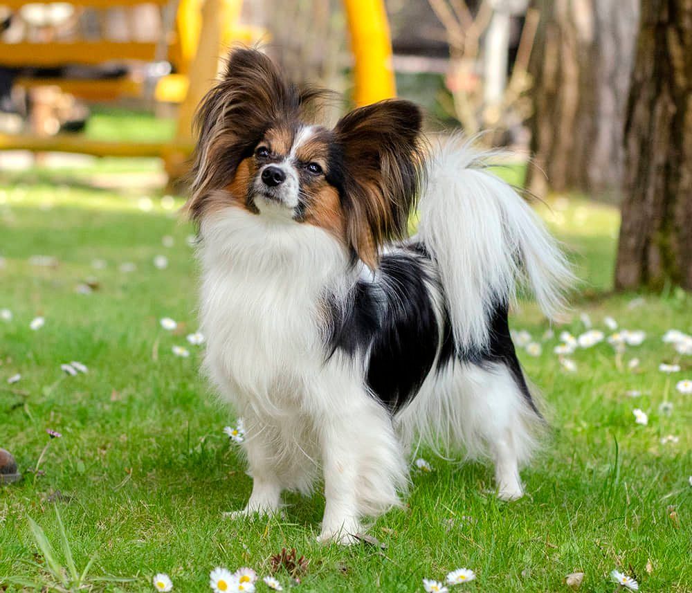 Papillon & Phalène - The Breed Archive