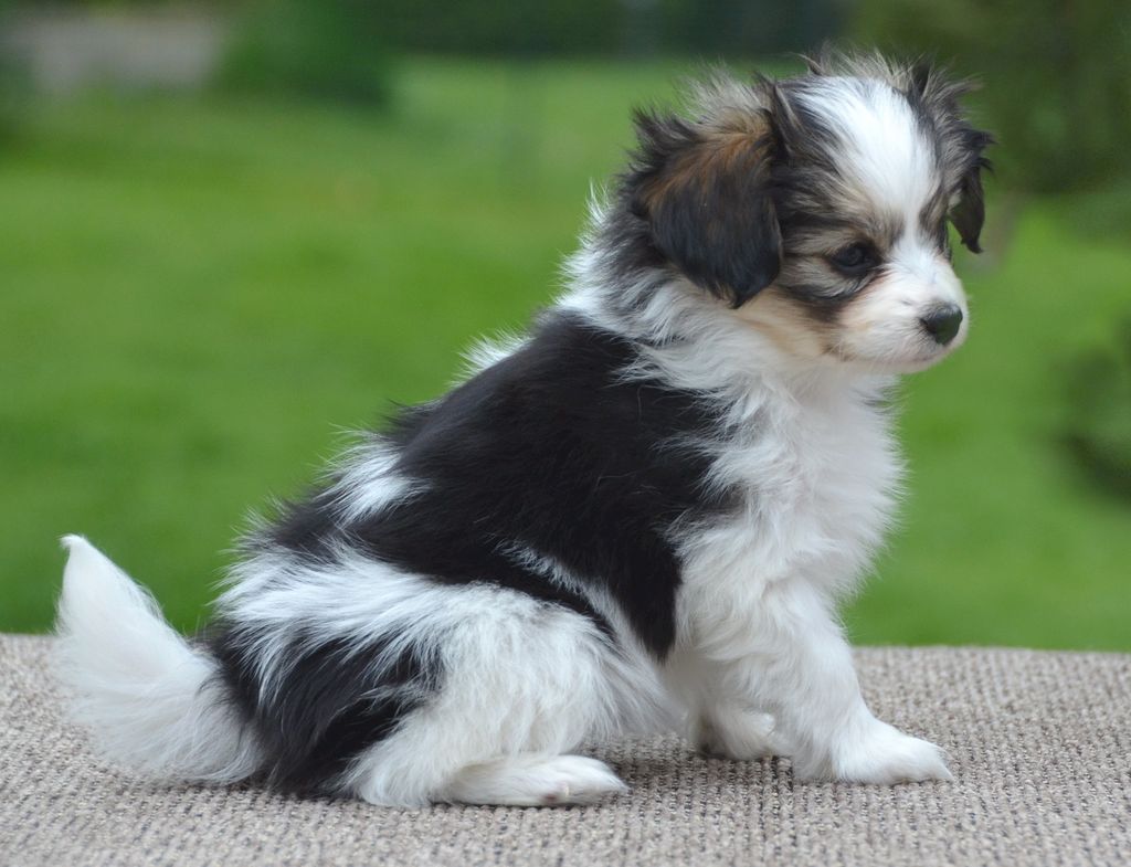 Papillon & Phalène - The Breed Archive