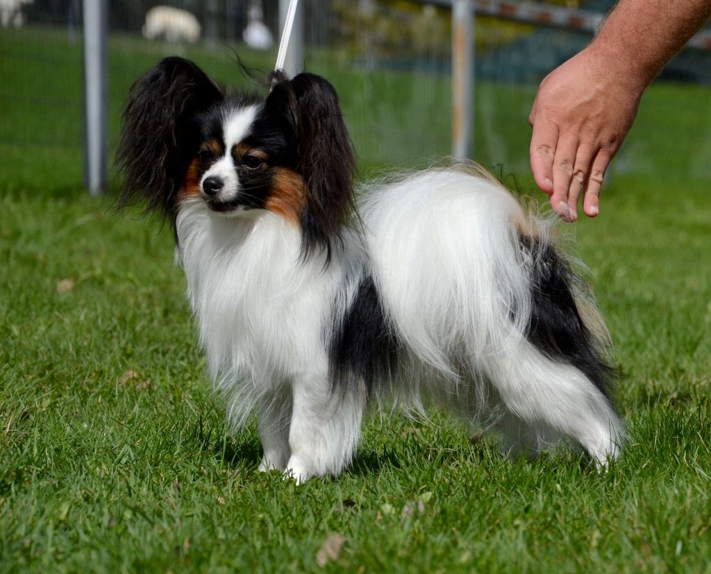 Papillon & Phalène - The Breed Archive