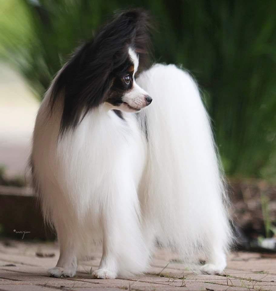 Papillon & Phalène - The Breed Archive