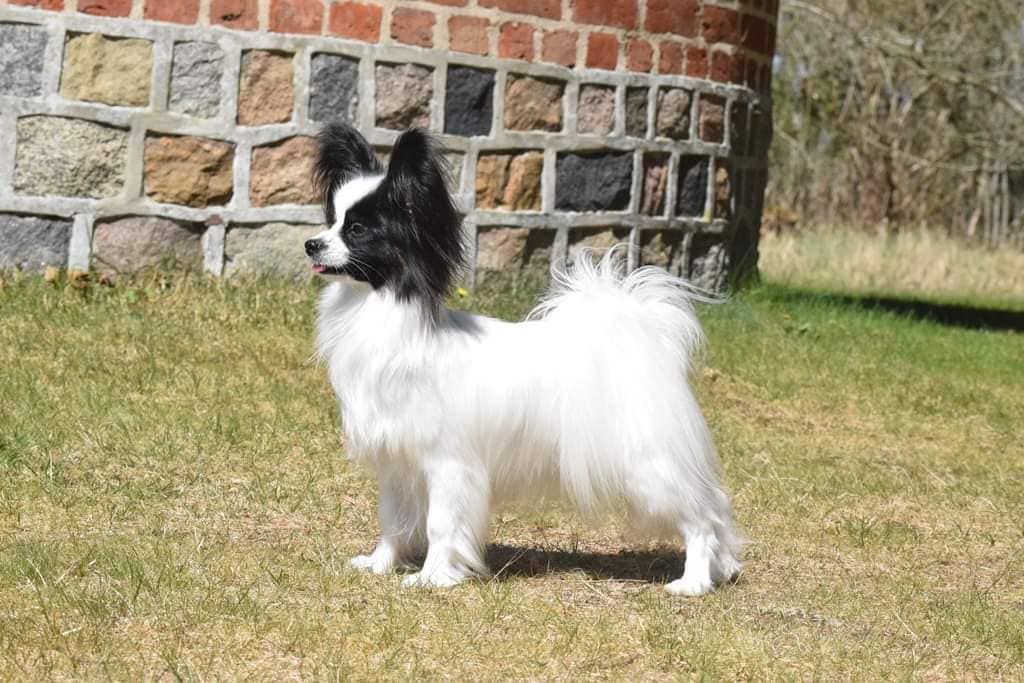 Papillon & Phalène - The Breed Archive