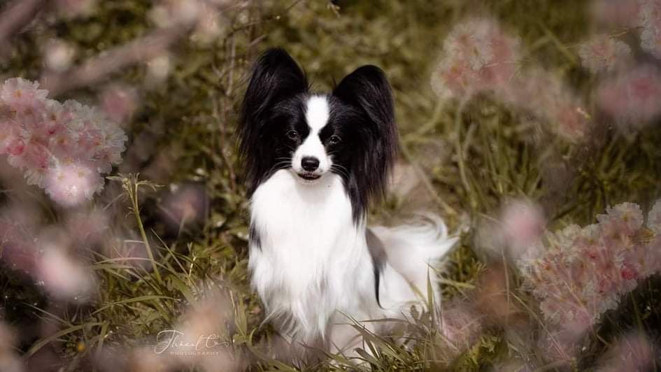 Papillon & Phalène - The Breed Archive