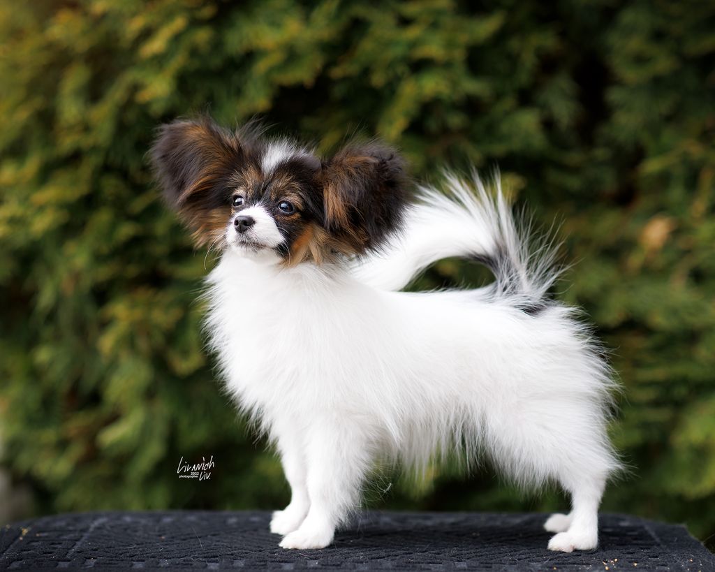 Papillon & Phalène - The Breed Archive