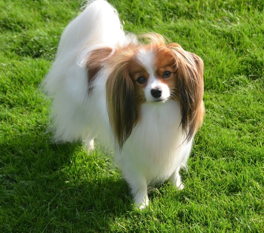 Papillon & Phalène - The Breed Archive