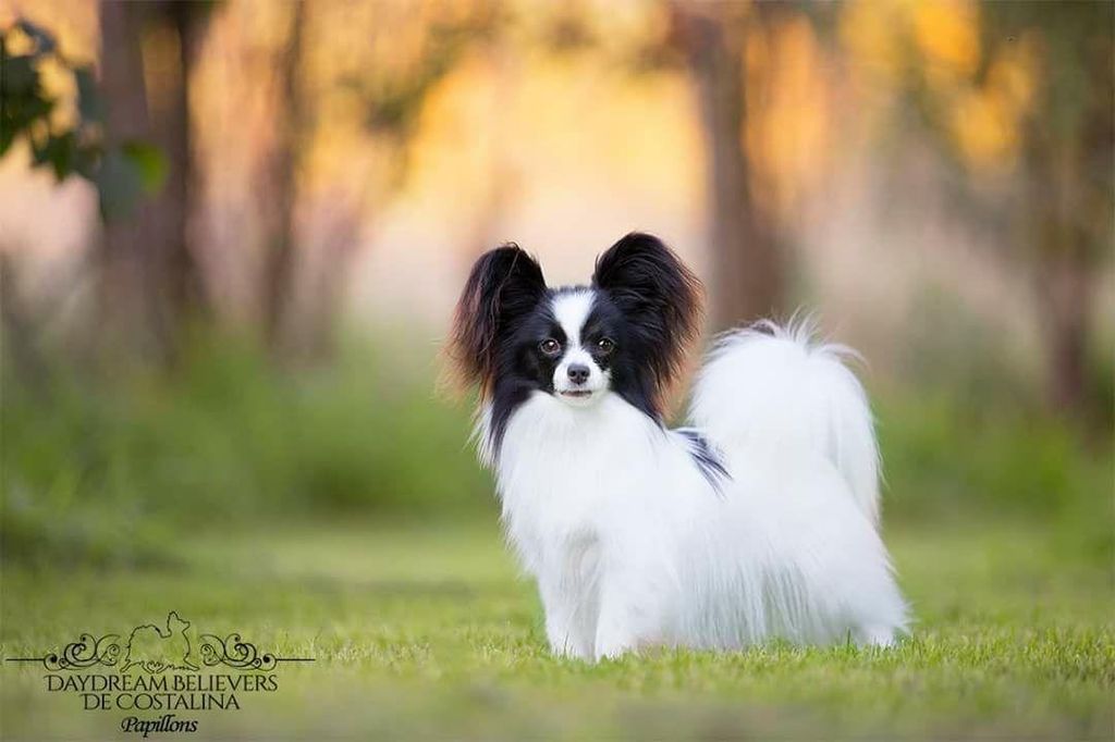 Papillon & Phalène - The Breed Archive